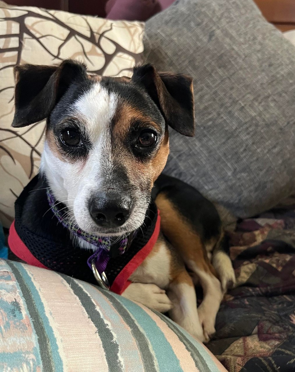 Snoopy Is NCCR Dog Of Week | News, Sports, Jobs - Post Journal